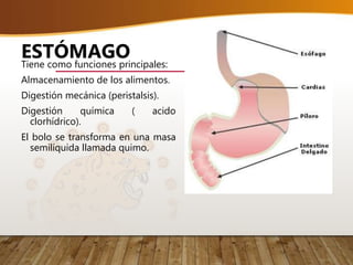Aparato digestivo.pptx