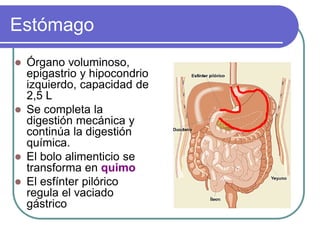 ANATOMÍA Y FISIOLOGÍA DEL APARATO DIGESTIVO.pdf
