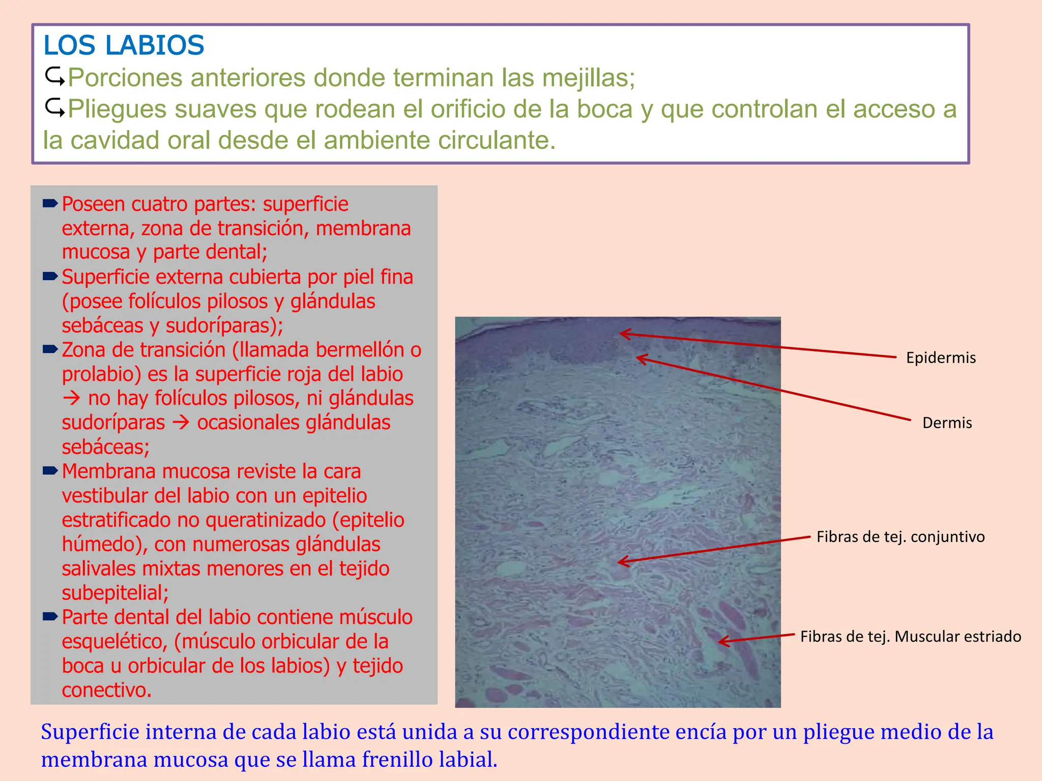 APARATO DIGESTIVO ANATOMIA, FISIOLOGIA, HISTOLOGIA | PPT | Ear, Nose ...