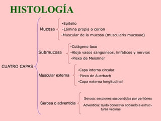 APARATO DIGESTIVO ANATOMIA, FISIOLOGIA, HISTOLOGIA | PPT