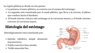 Aparato Digestivo. Fisiología, Anatomía, Histología | PDF