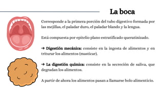 Aparato Digestivo. Fisiología, Anatomía, Histología | PDF