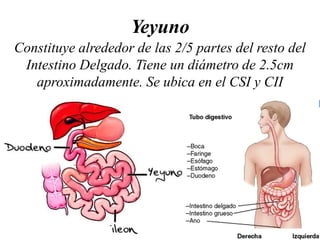 Aparato digestivo anatomía radiológica | PPTX