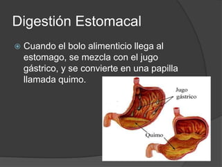 Aparato digestivo organos y funciones. | PPTX
