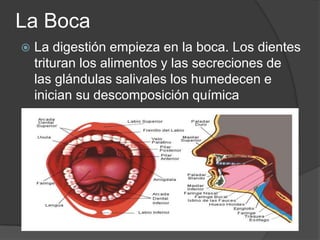 Aparato digestivo organos y funciones. | PPTX