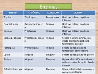 Aparato digestivo páncreas - enzimas digestivas | PPTX