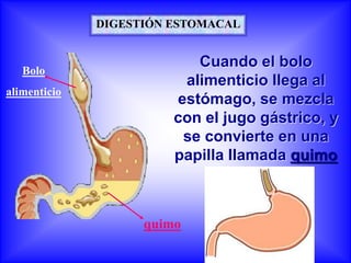 El aparato digestivo explicación | PPT