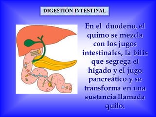 El aparato digestivo explicación | PPT