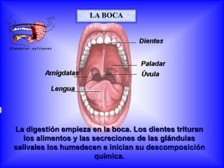 El aparato digestivo explicación | PPT