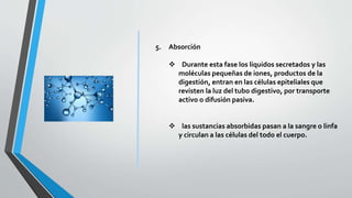 aparato digestivo 1RA PARTE.pptx