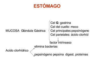 Aparato Digestivo 2 | PPT