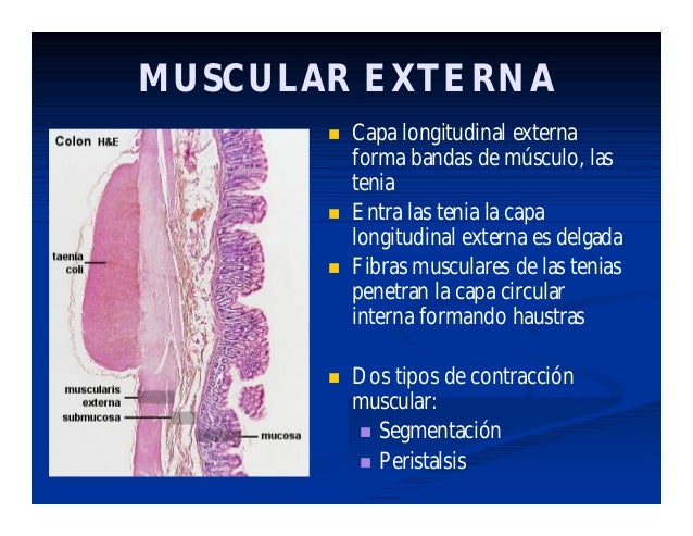 Histología de aparato digestivo: tubo digestivo