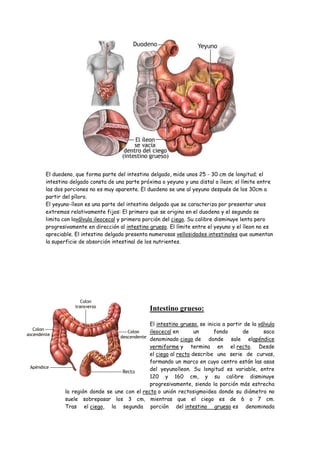 Aparato digestivo 2 | PDF