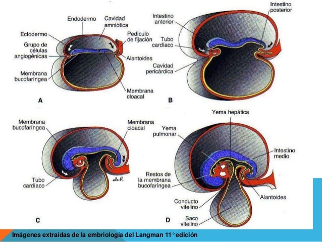 Embriologia Corte 2 Grupo Medicina 711 - Mind42
