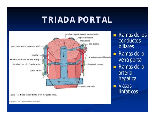 Histología de Aparato digestivo: Glándulas
