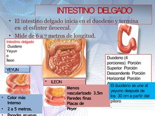 APARATO DIGESTI ANATOMIA para la clase.pptx