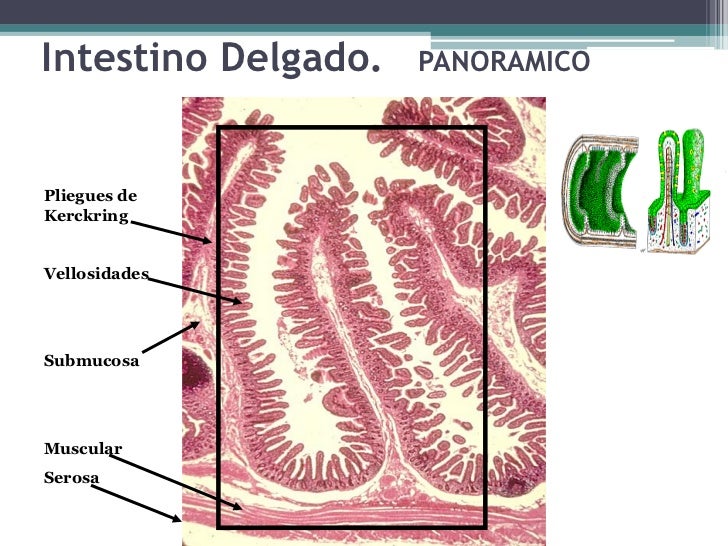 Aparato digestivo - Parte 2 (Histología Dr. Aguirre)