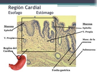 Aparato digestivo (histología - Dr. Aguirre) | PDF