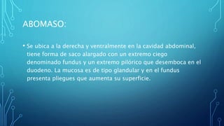 Aparato digestivo bovino | PPTX