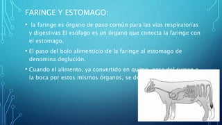 Aparato digestivo bovino | PPTX