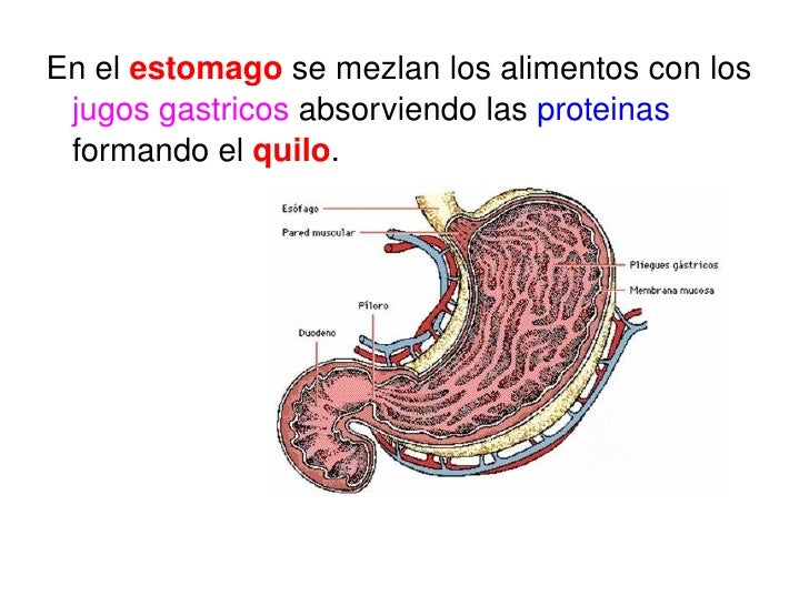 Aparato Digestivo, Carla