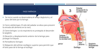 Aparato digestivo (cavidad oral) | PPTX