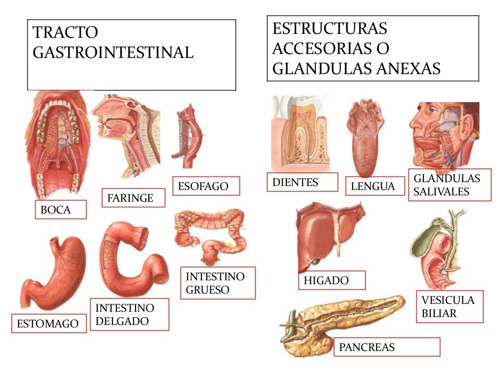 Aparato digestivo completo!