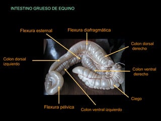 Aparato digestivo de equino, porcino y canino | PPT