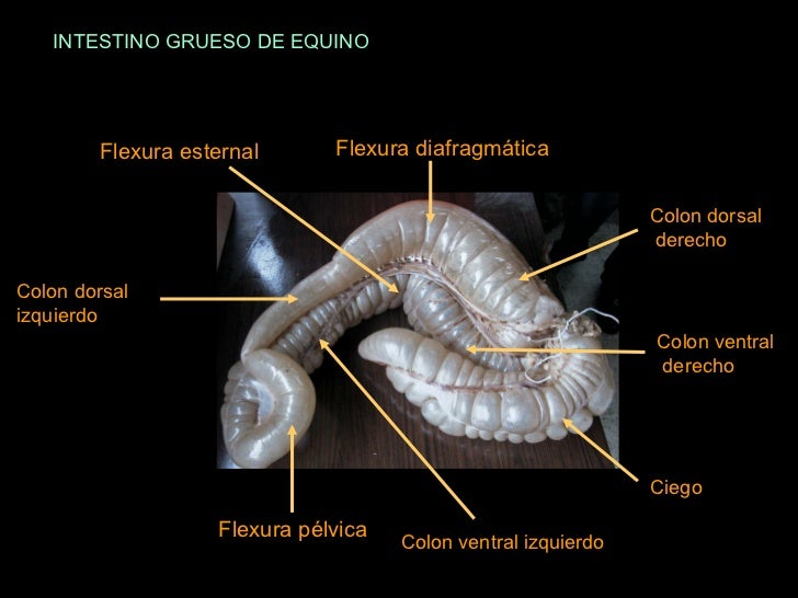 Aparato digestivo de equino, porcino y canino