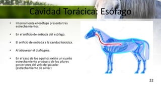 Aparato digestivo del equino | PPTX