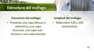 Aparato digestivo del equino | PPTX
