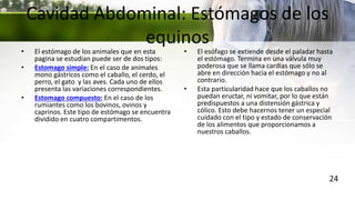 Aparato digestivo del equino | PPTX