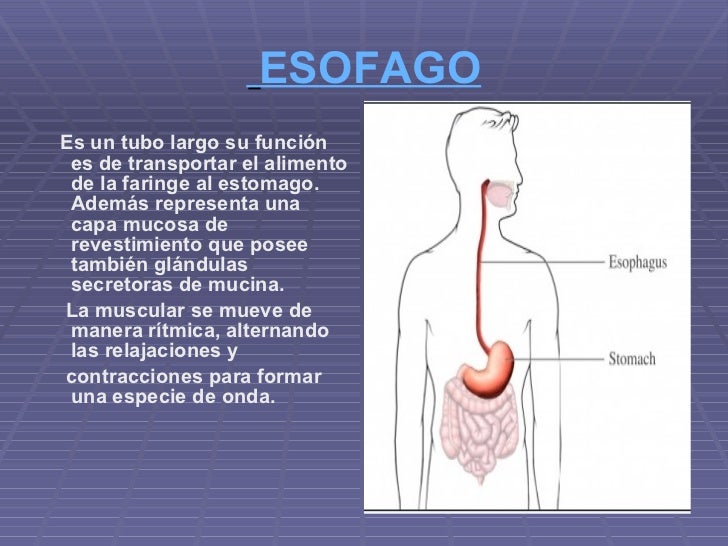 Aparato Digestivo De MonogáStricos