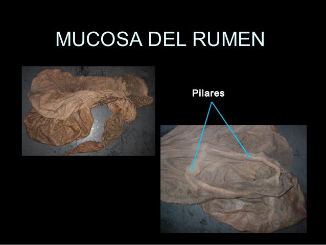 Aparato digestivo de rumiantes