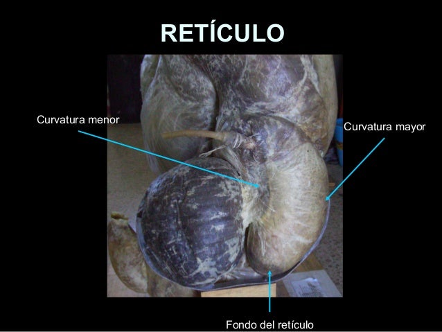 Aparato digestivo de rumiantes