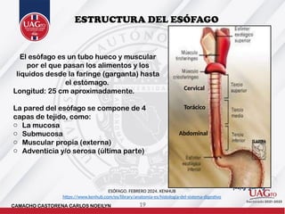 APARATO DIGESTIVO, HISTOLOGÍA II. E2.pptx