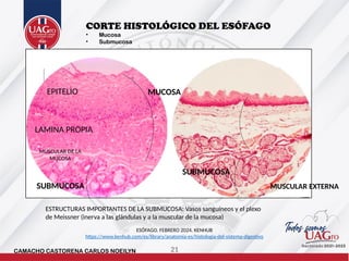 APARATO DIGESTIVO, HISTOLOGÍA II. E2.pptx