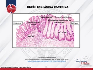 APARATO DIGESTIVO, HISTOLOGÍA II. E2.pptx
