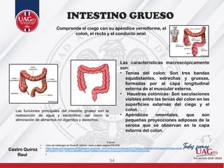 APARATO DIGESTIVO, HISTOLOGÍA II. E2.pptx