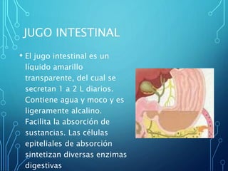 Aparato digestivo humano | PPTX