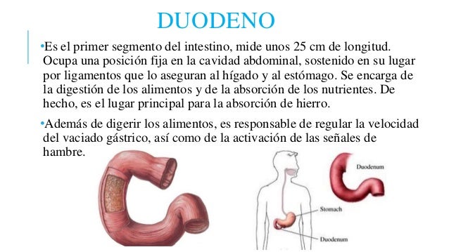Aparato Digestivo Humano