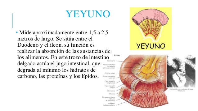 Aparato Digestivo Humano