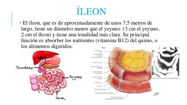 Aparato Digestivo Humano