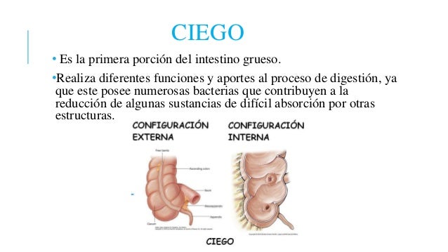 Aparato Digestivo Humano