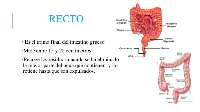 Aparato Digestivo Humano