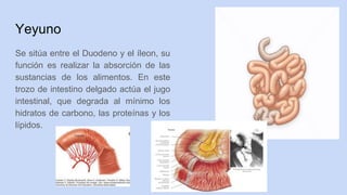 Aparato digestivo humano | PPT