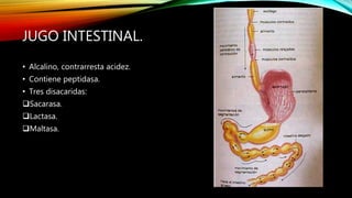 Aparato digestivo humano | PPTX