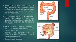 Aparato digestivo humano | PPTX