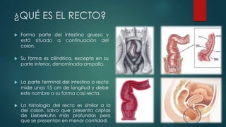 Aparato digestivo humano | PPTX