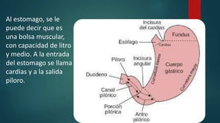Aparato digestivo humano | PPTX